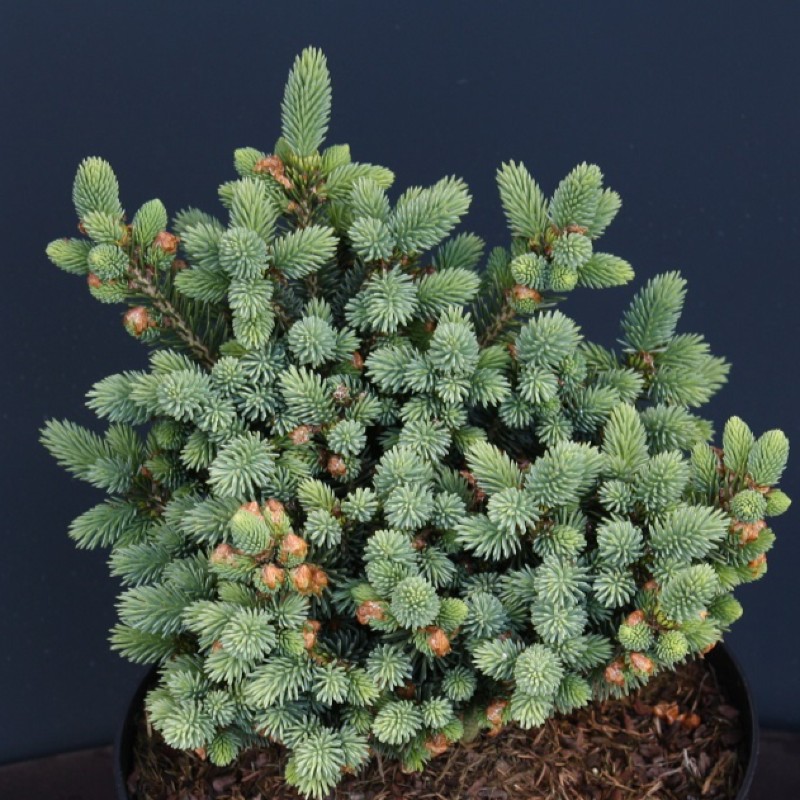 Picea De Invierno Picea Glauca (white Spruce): Go Botany