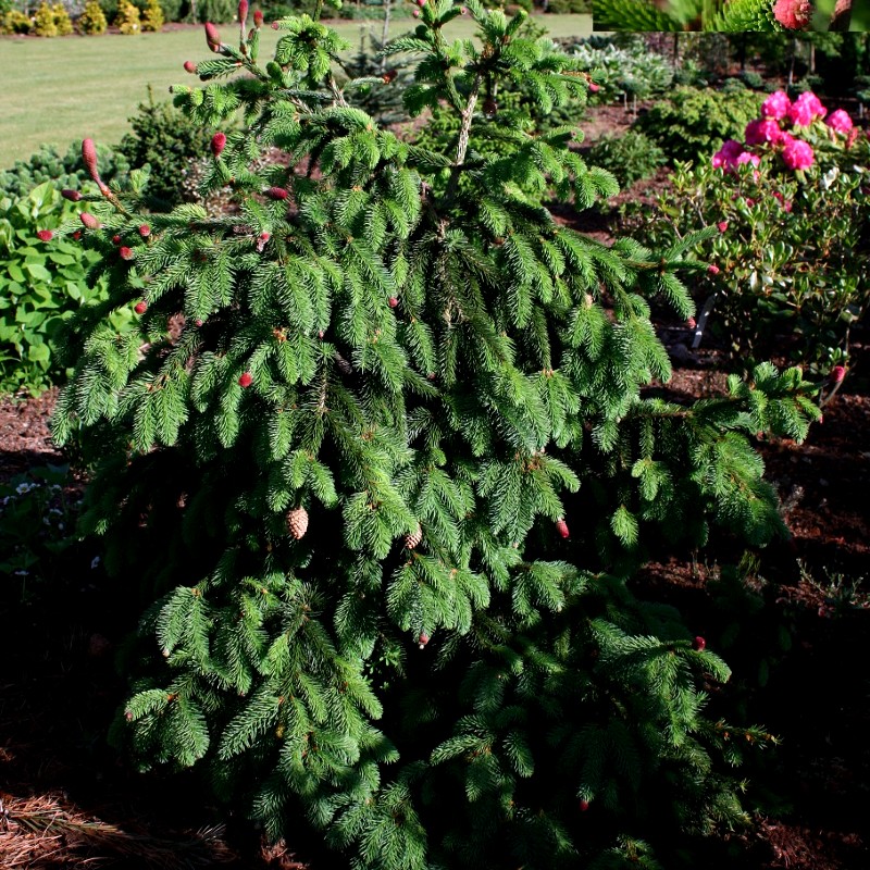 Picea De Invierno Picea Glauca (white Spruce): Go Botany
